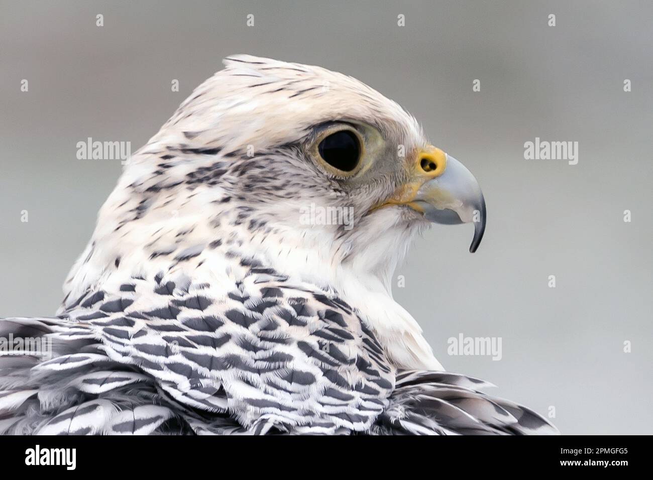 A majestic white gyr falcon perched upon a branch Stock Photo - Alamy