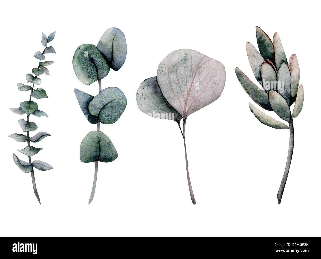 Watercolor eucalyptus branches set of various leaves types. Hand ... Watercolor eucalyptus branches set of various leaves types. Hand ...