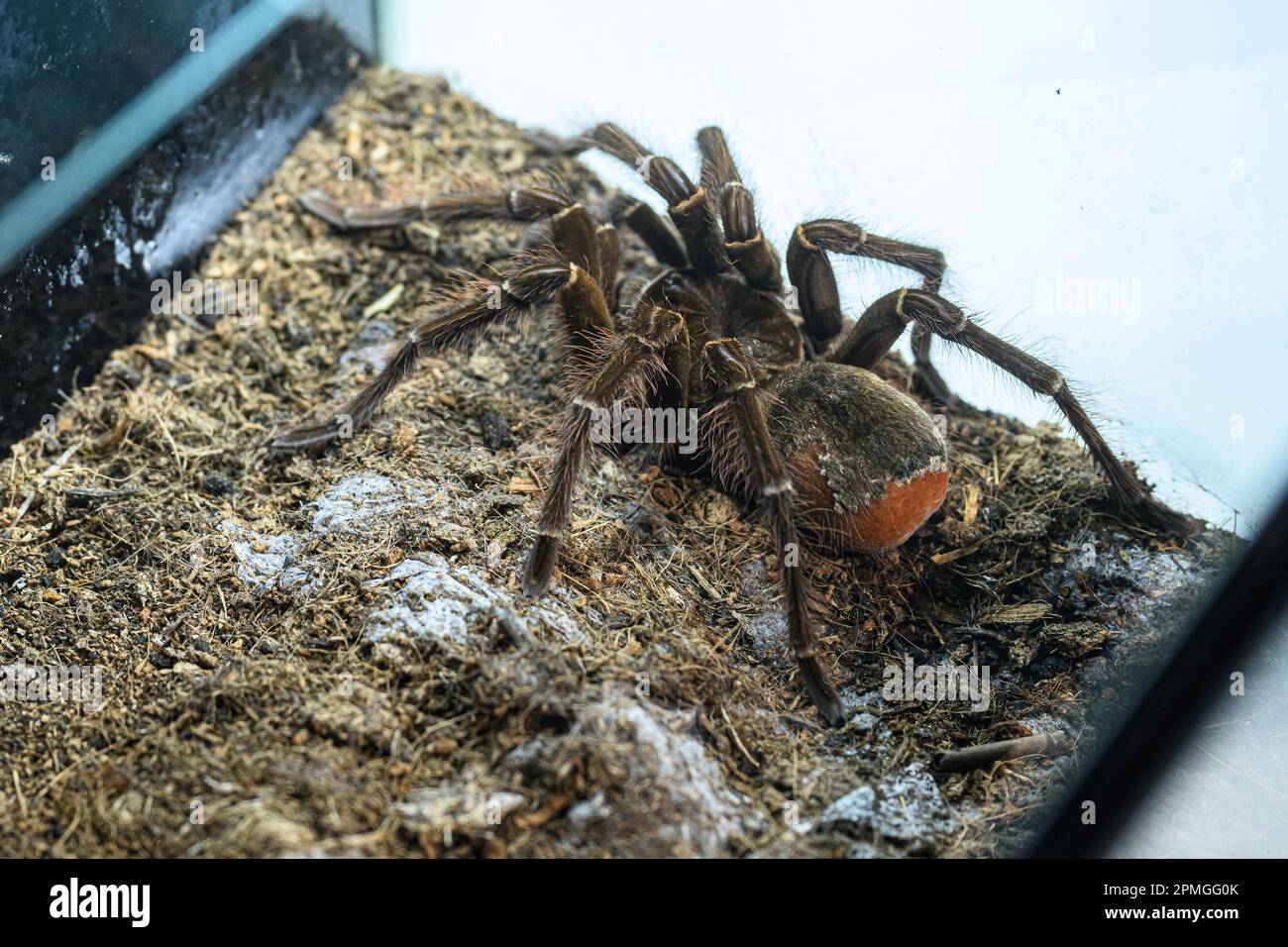 The exhibition of snakes and spiders by breeder Neven Vrbanic was held ...