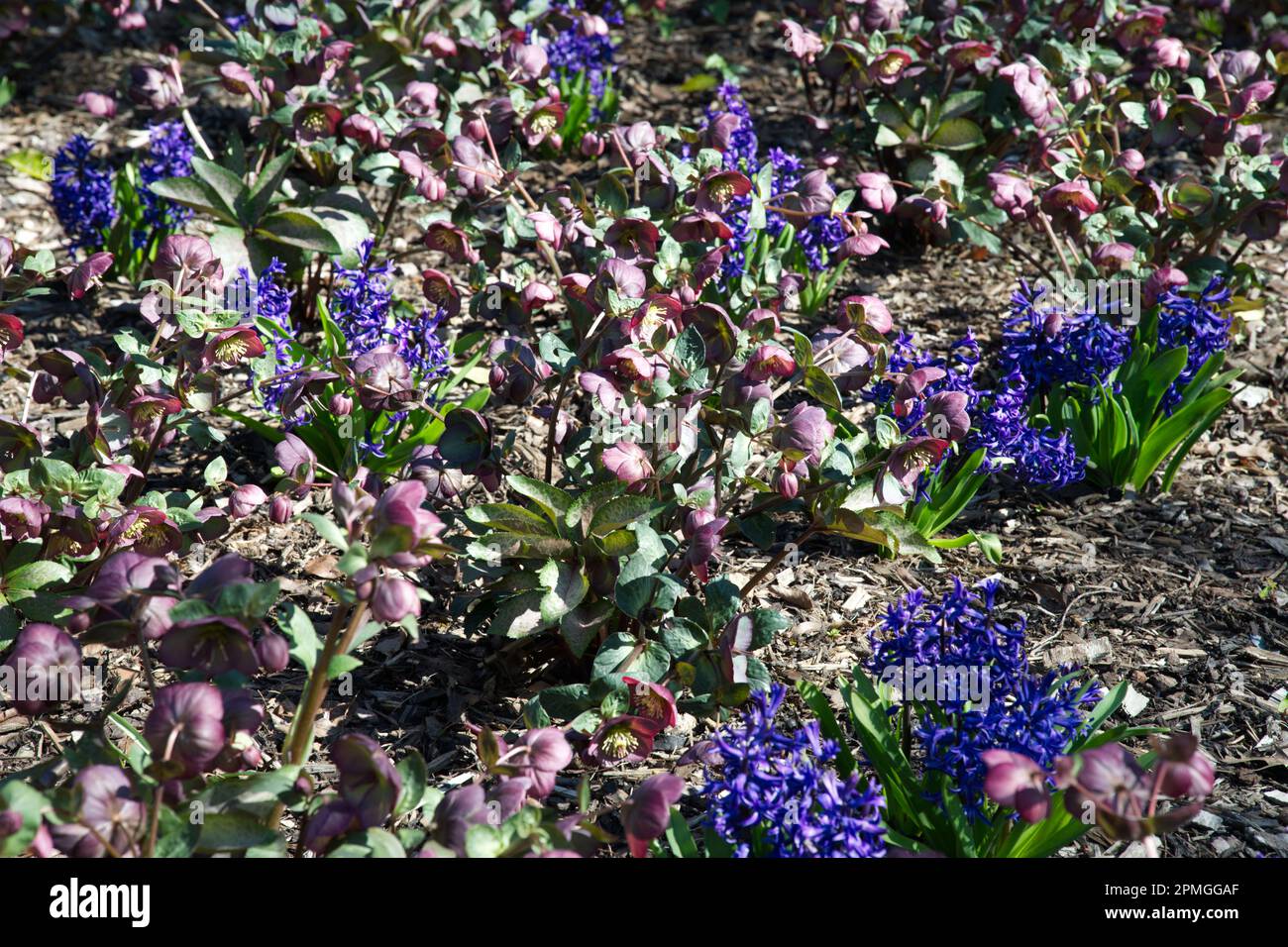 Blue spring flowers of fragrant Hyacinth multiflora Blauw and hellebore ...