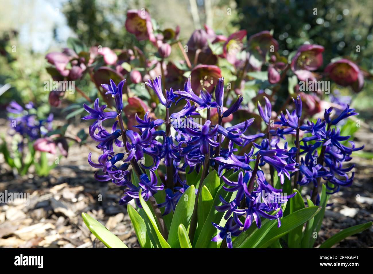 Red purple flower combination hi-res stock photography and images - Alamy