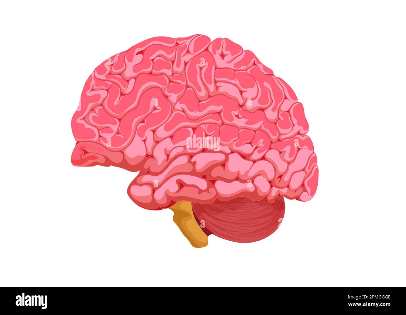 Human Brain illustration isolated on white background. Realistic human ...