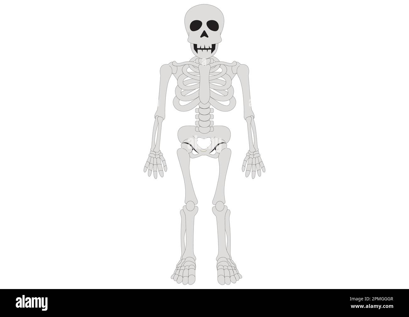 Human skeleton anatomy. Clipart Skeleton Stock Vector Image & Art - Alamy