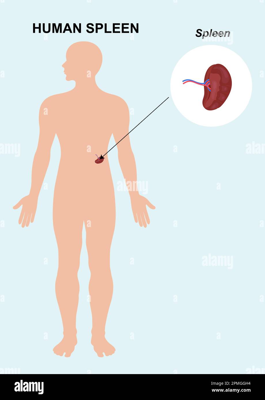 Human Spleen organ. Spleen anatomy vector illustration Stock Vector Image & Art - Alamy