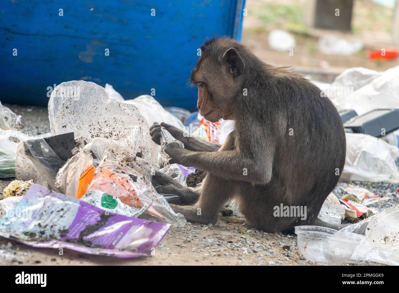 A macaque is looking for food from the garbage dumped out of the trash ...