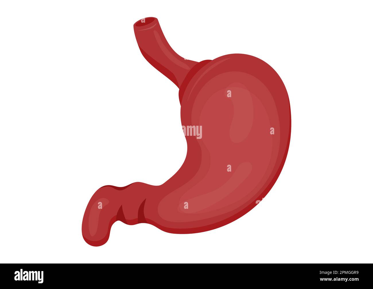Human stomach organ isolated on white background. Stomach icon of color ...