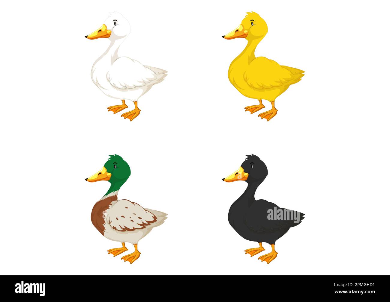 Illustration of four different colored ducks on a white background ...