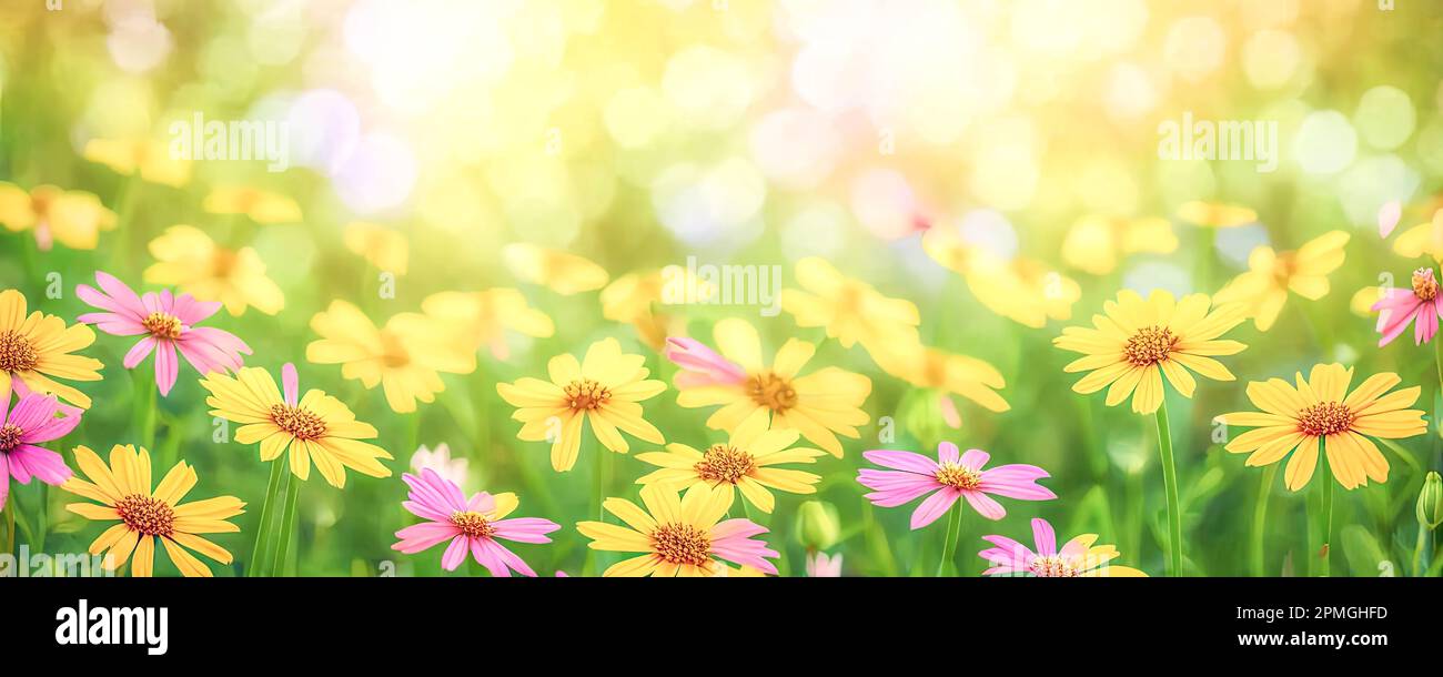 Summer spring natural flower background banner. Wildflowers on bright ...