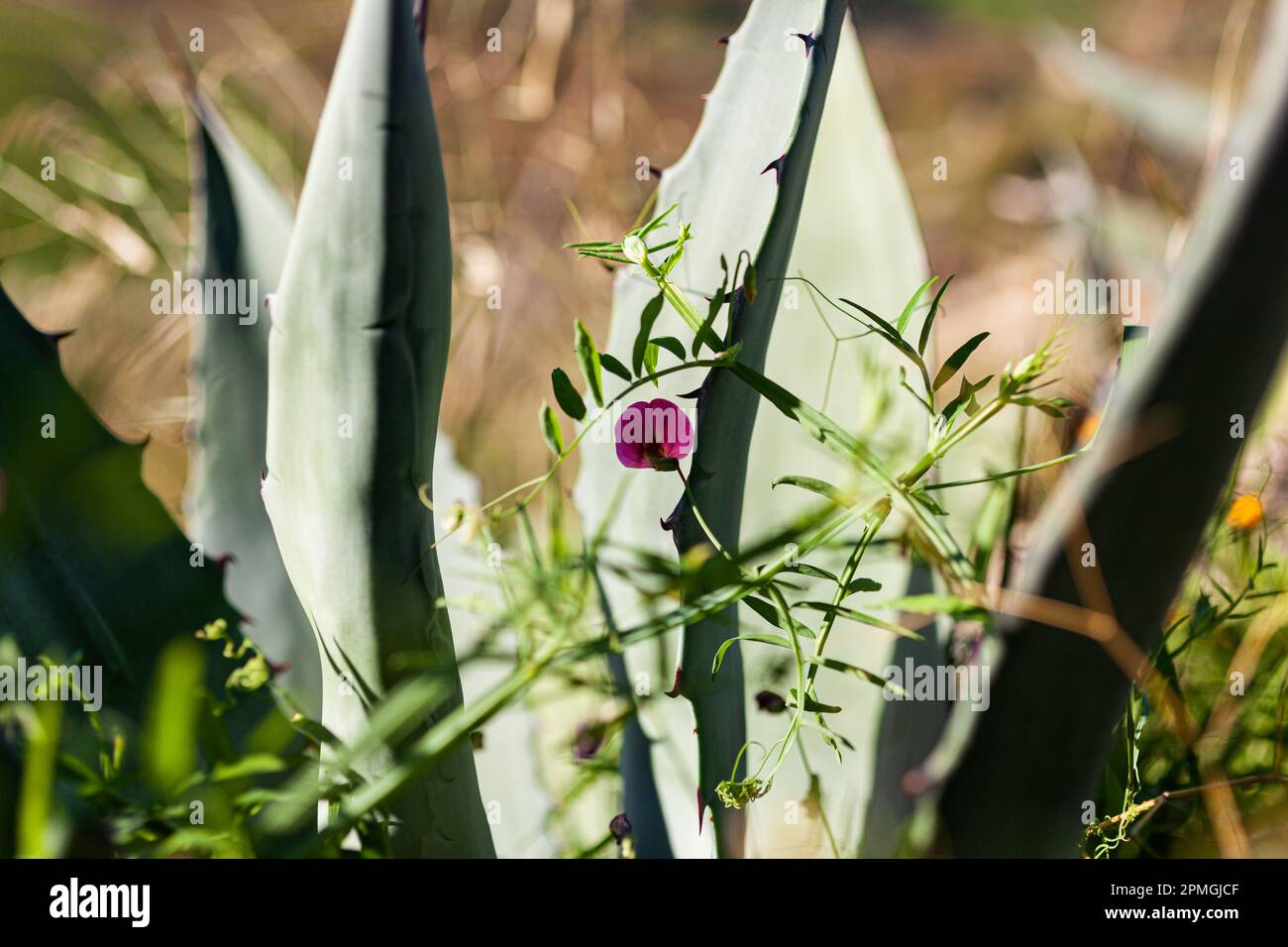 Huge agave hi-res stock photography and images - Alamy