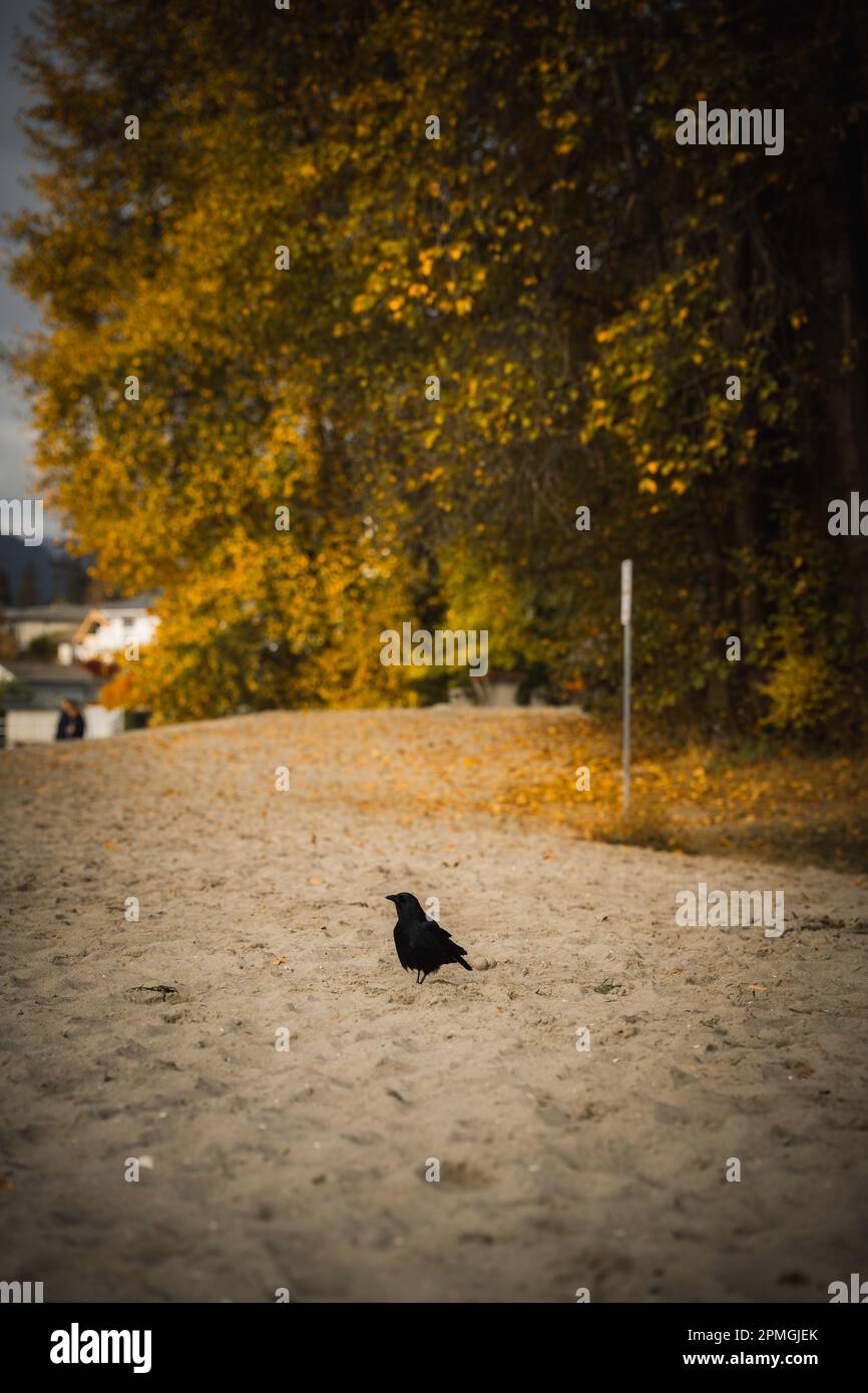 A crow walking on beach sand during fall, Halloween season Stock Photo ...