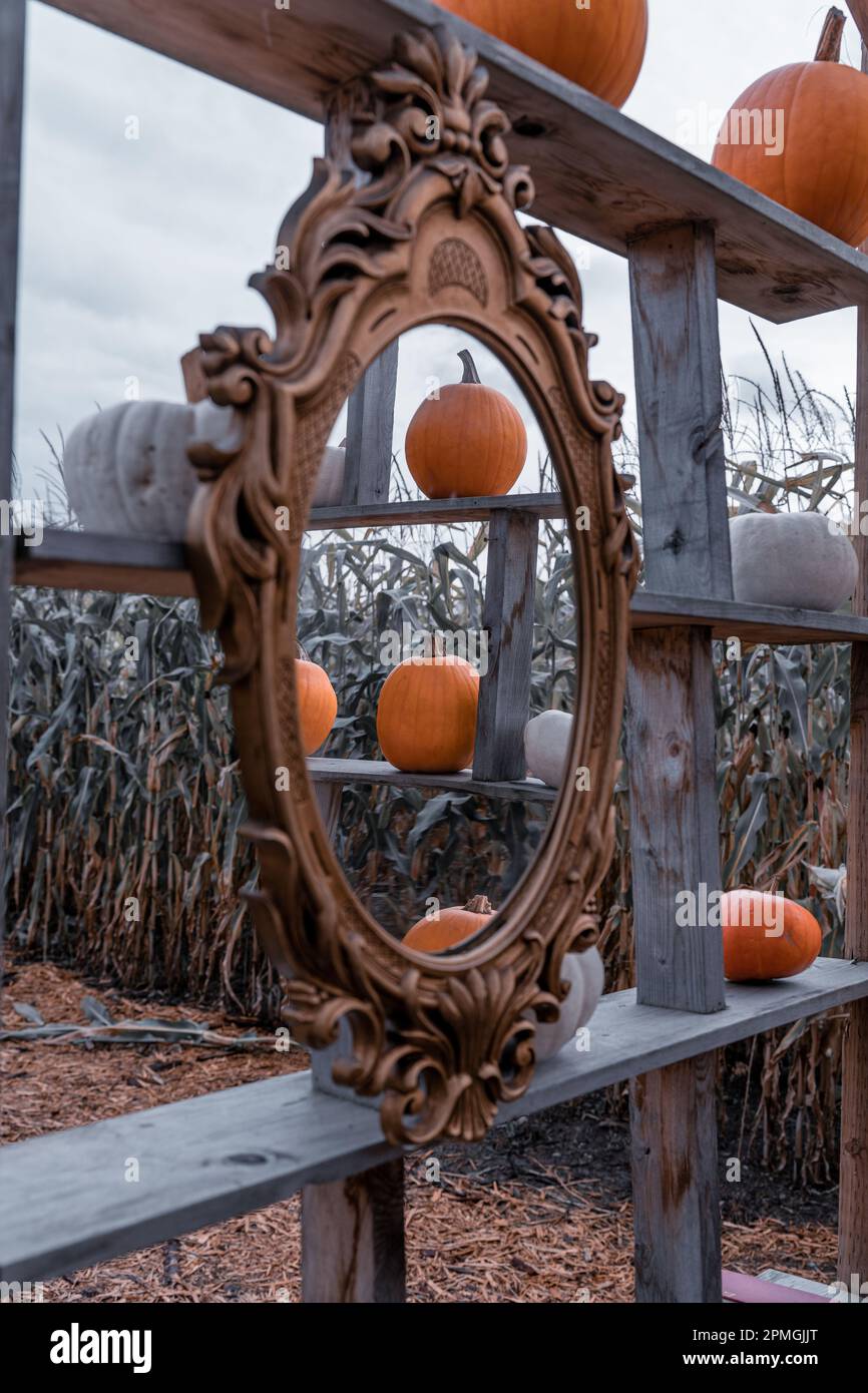 A spooky display of Halloween decorations in a corn maze with an ...