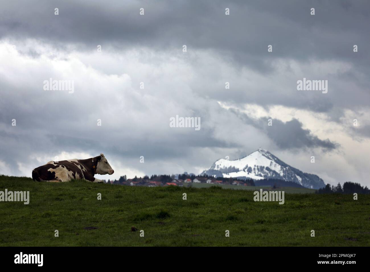 13 April 2023, Bavaria, Görisried: A cow is lying on a pasture in front ...