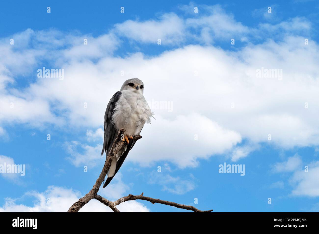 A watchful black-winged kite, elanus caeruleus, perched on a dead tree ...