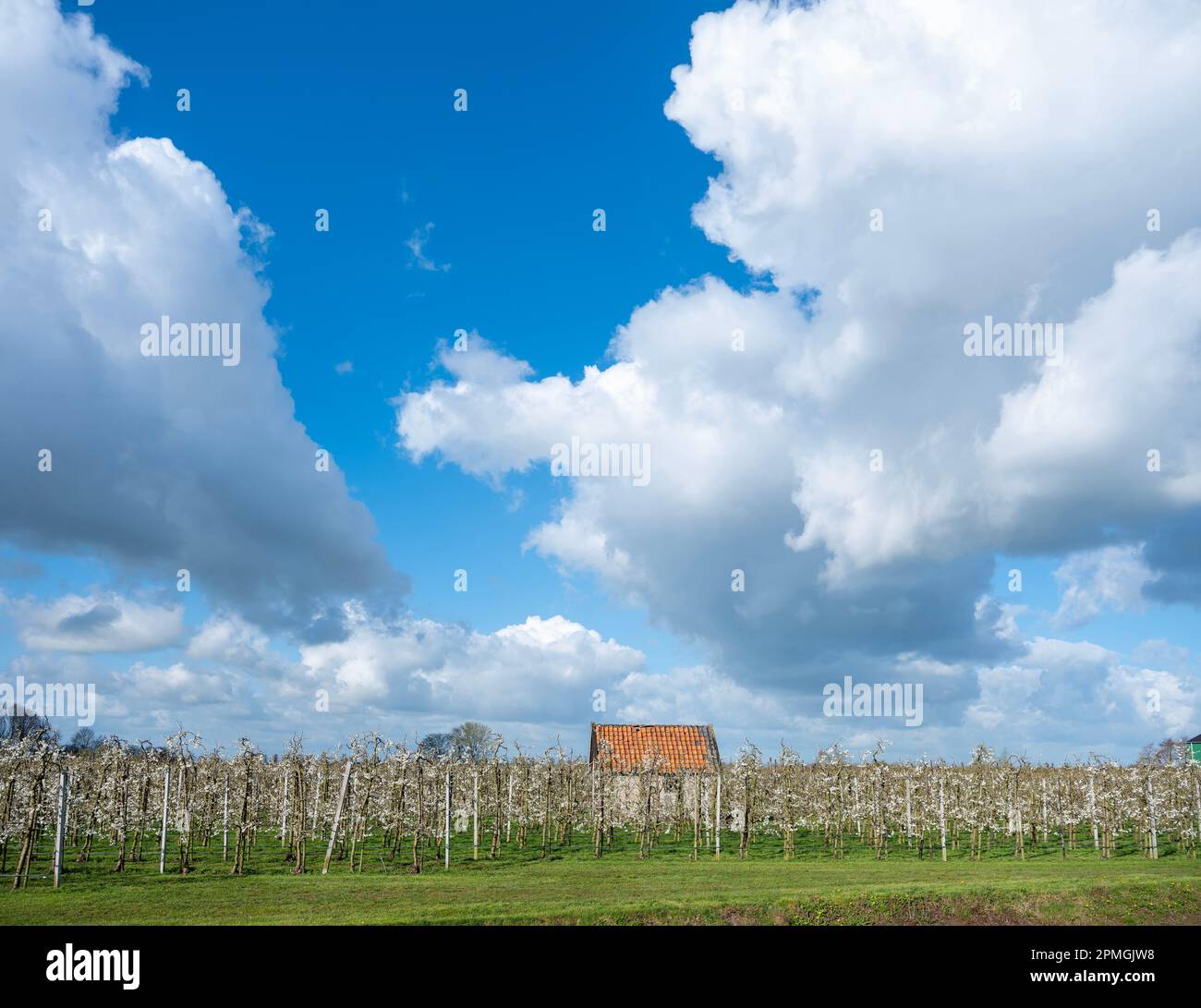 blooming fruit trees and shed under blue sky with clouds in spring in ...