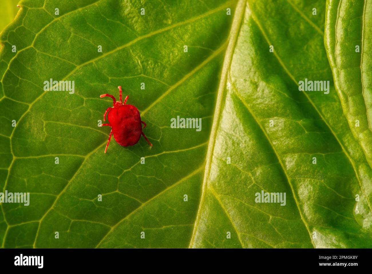Diverse wildlife hi-res stock photography and images - Alamy