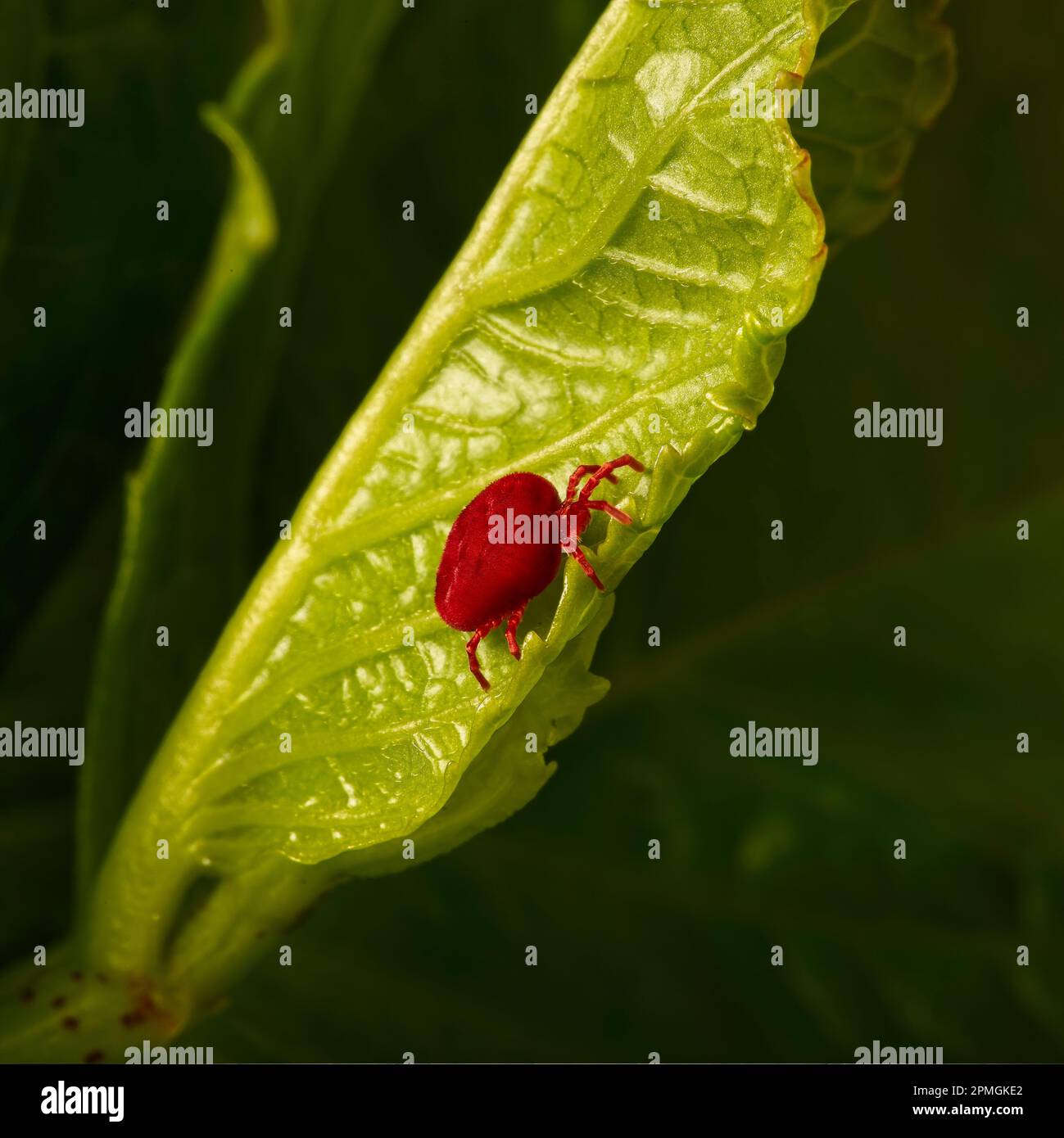 Diverse wildlife hi-res stock photography and images - Alamy