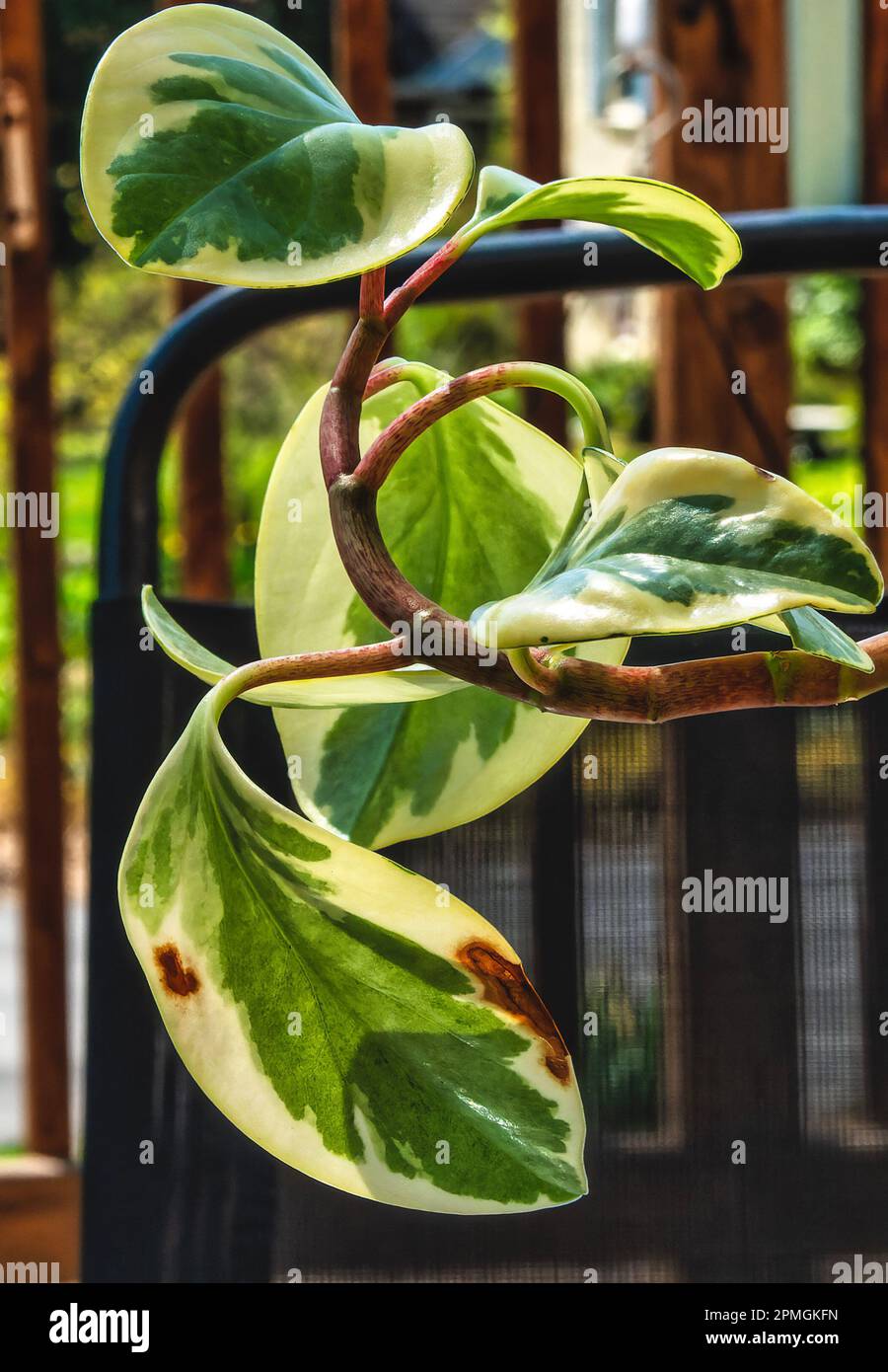 Indoor plant out in the sun Stock Photo - Alamy