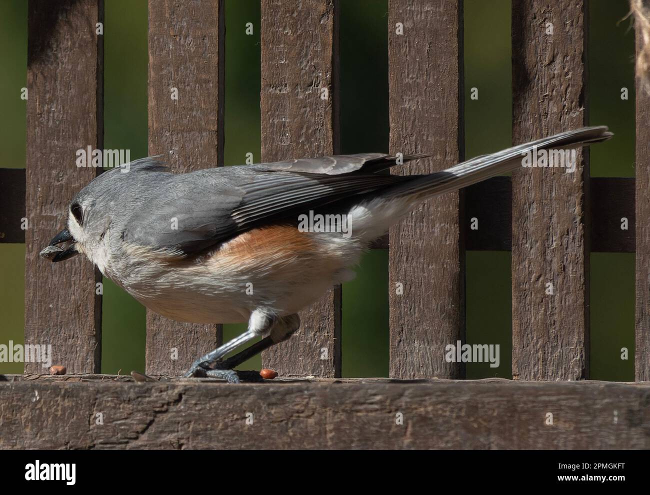 Tufted titmouse bird feeder hi-res stock photography and images - Alamy