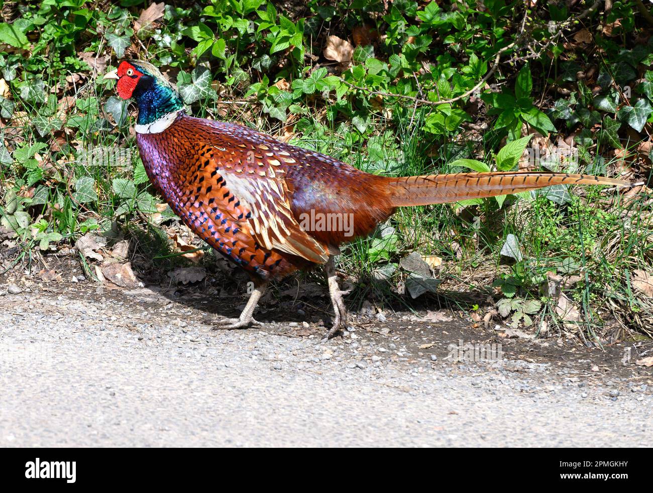 Common pheasant (Phasianus colchicus - male) walking by the roadside in ...