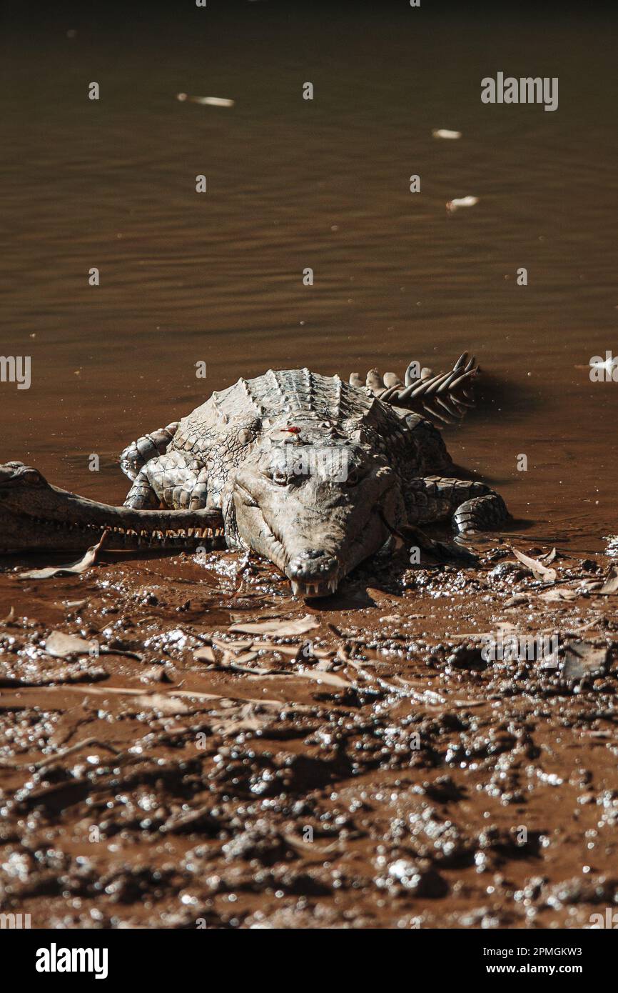 Crocodile gorge hi-res stock photography and images - Alamy