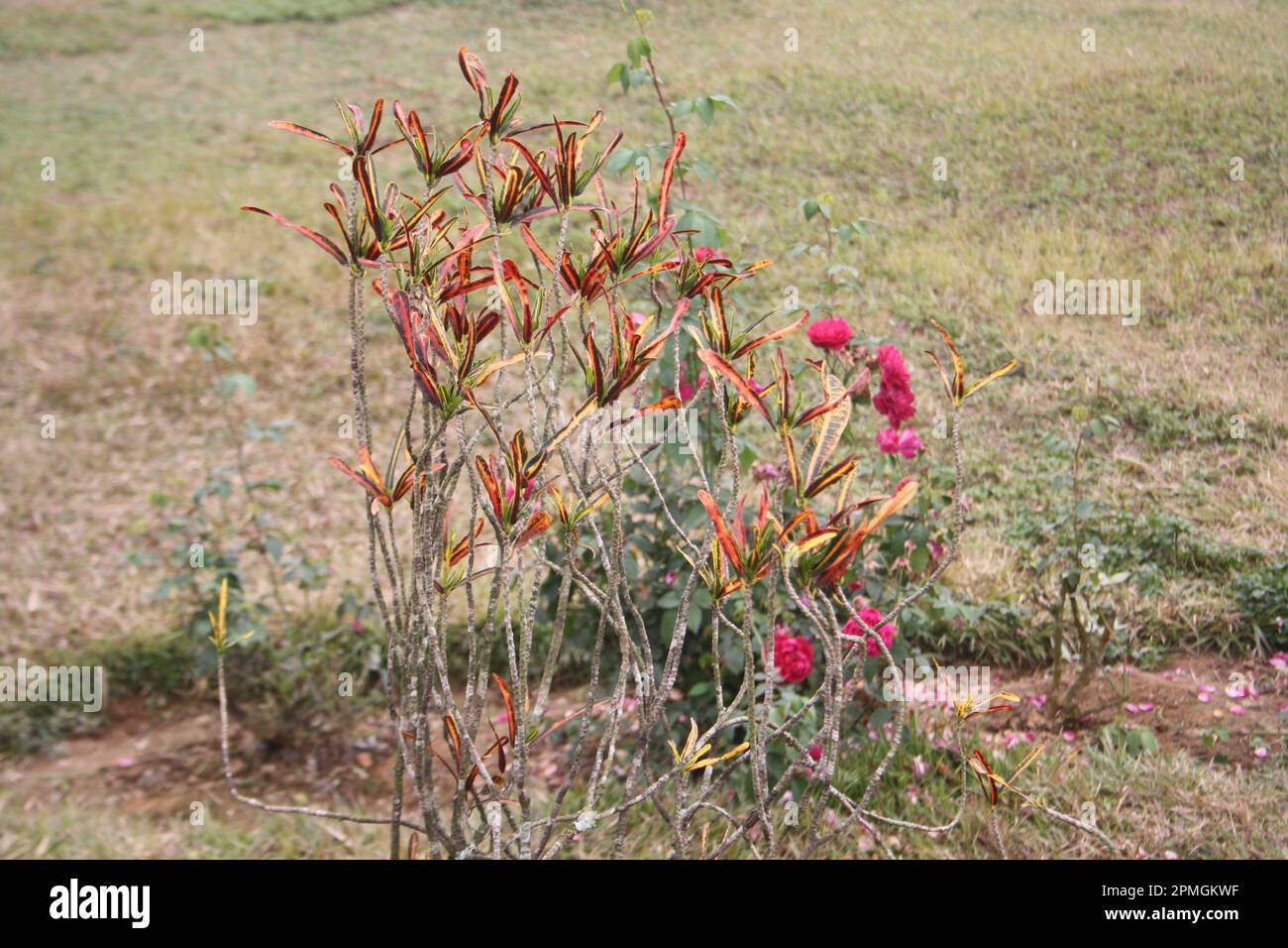 Patabahar and Rose Combination Stock Photo - Alamy