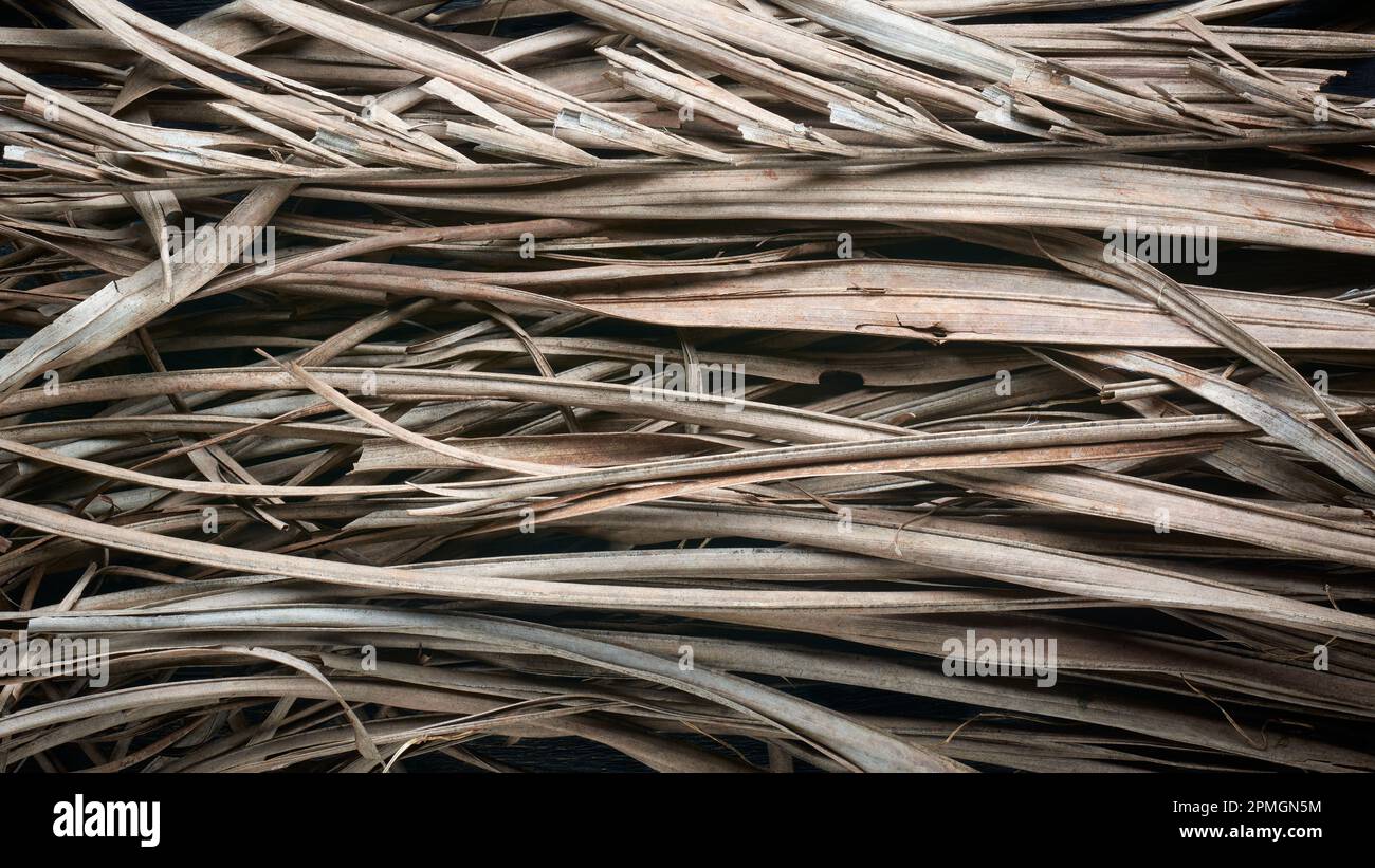 close-up of dried tropical palm leaves, abstract of dry dead leaves or ...