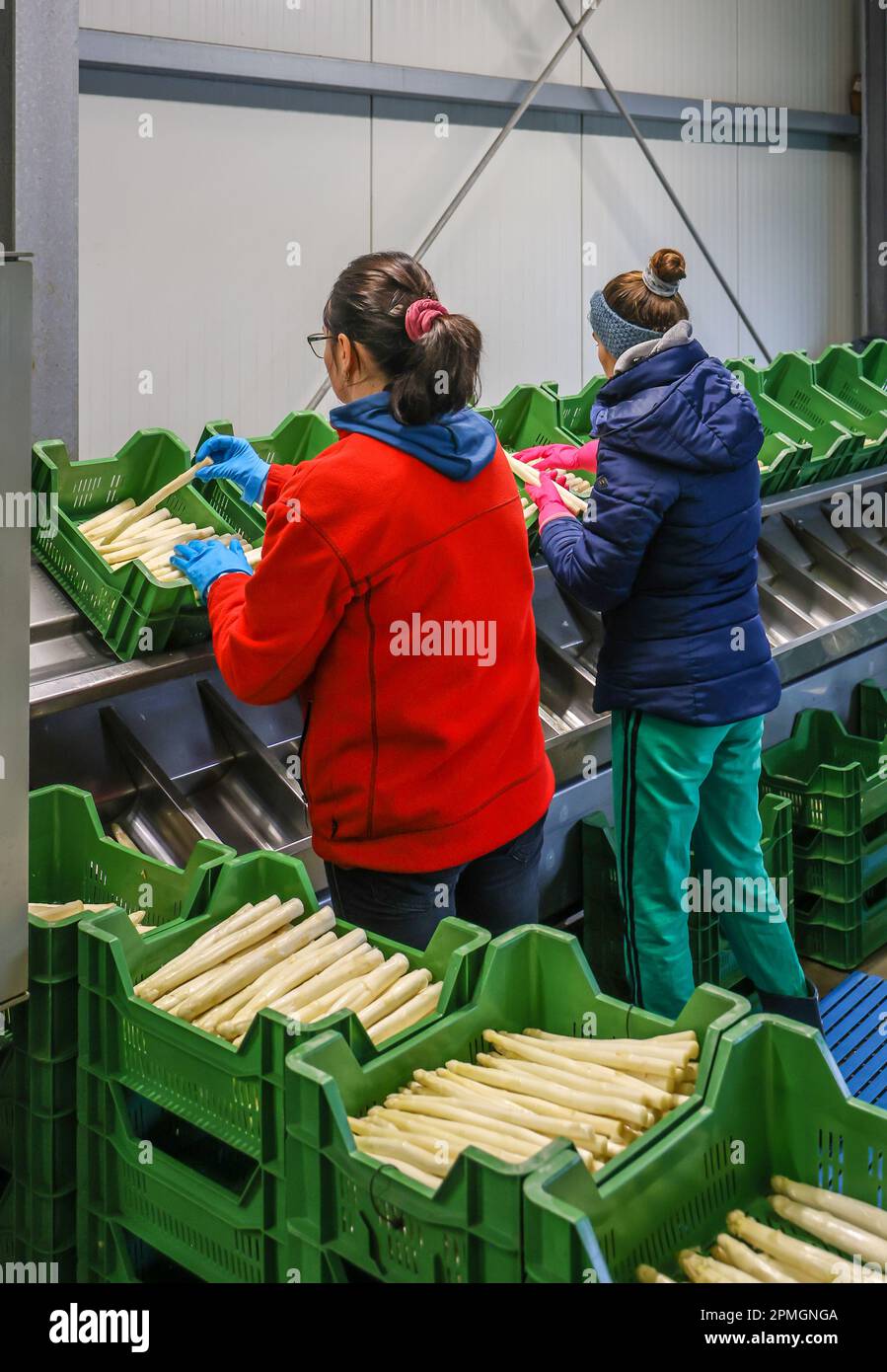 Wesel, North Rhine-Westphalia, Germany - Harvest workers from Eastern ...