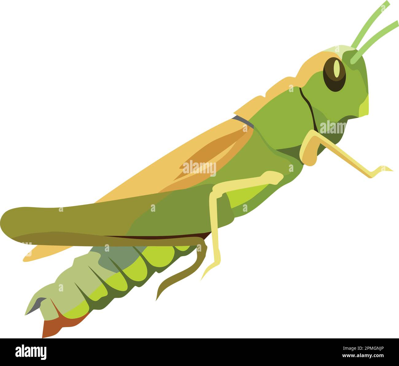 Orthoptera animalia Stock Vector Images - Alamy