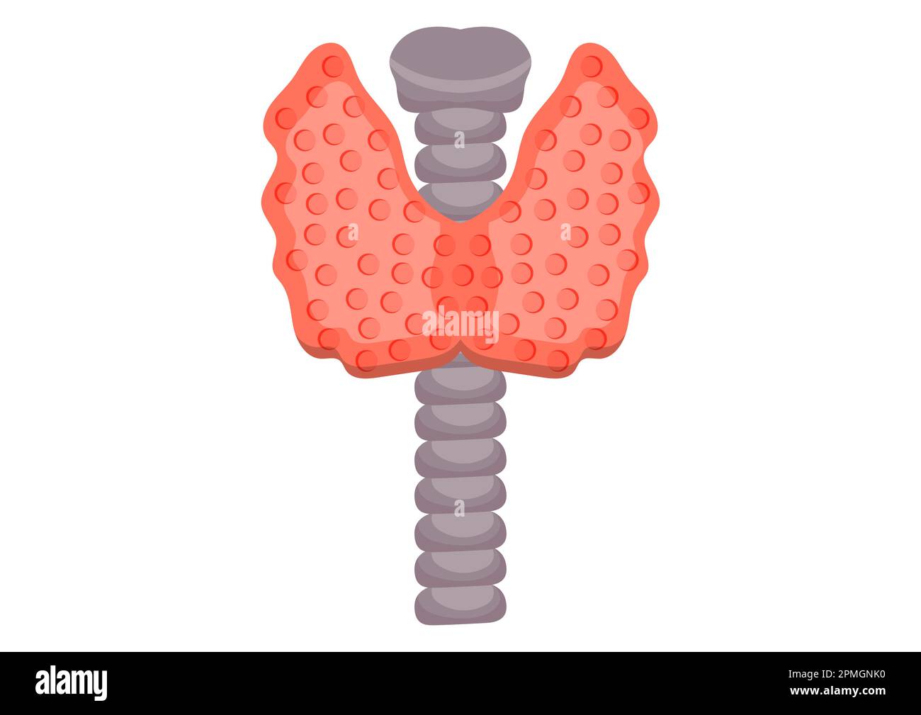 Thyroid gland vector illustration isolated on white background. Human ...