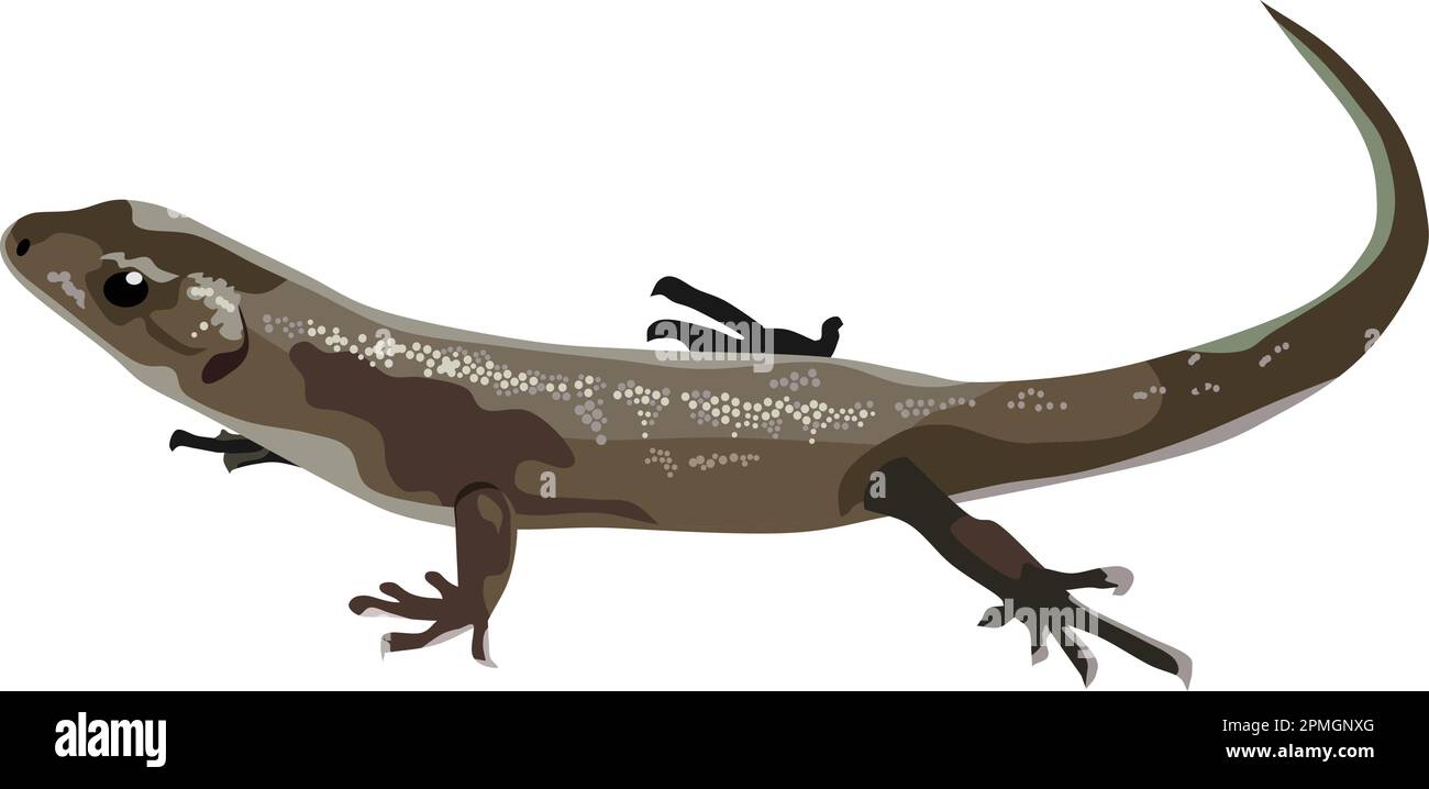 Small Lizard Reptile Animal Vector Stock Vector Image & Art - Alamy
