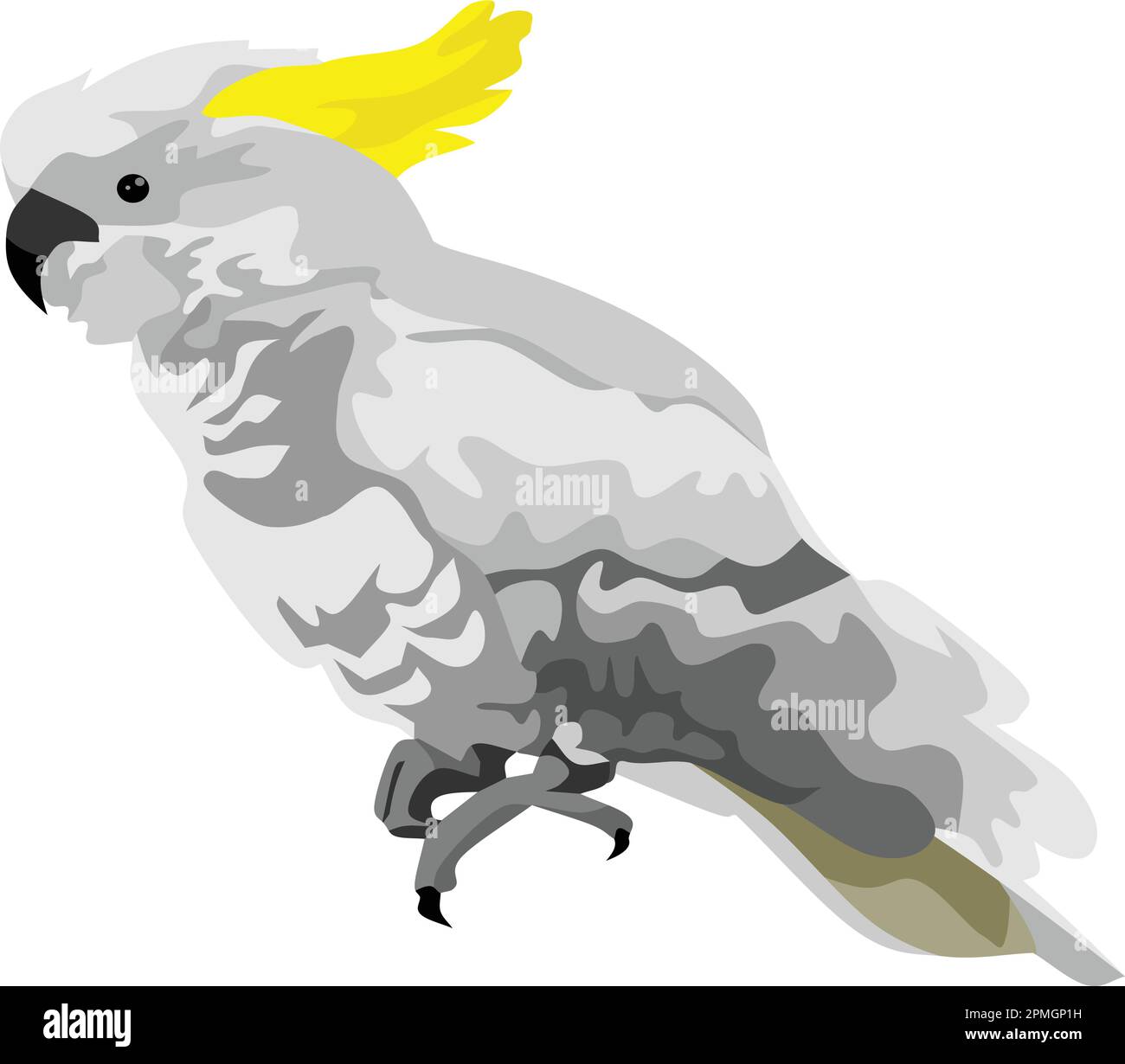 Cockatoo Bird Animal Vector Stock Vector Image & Art - Alamy