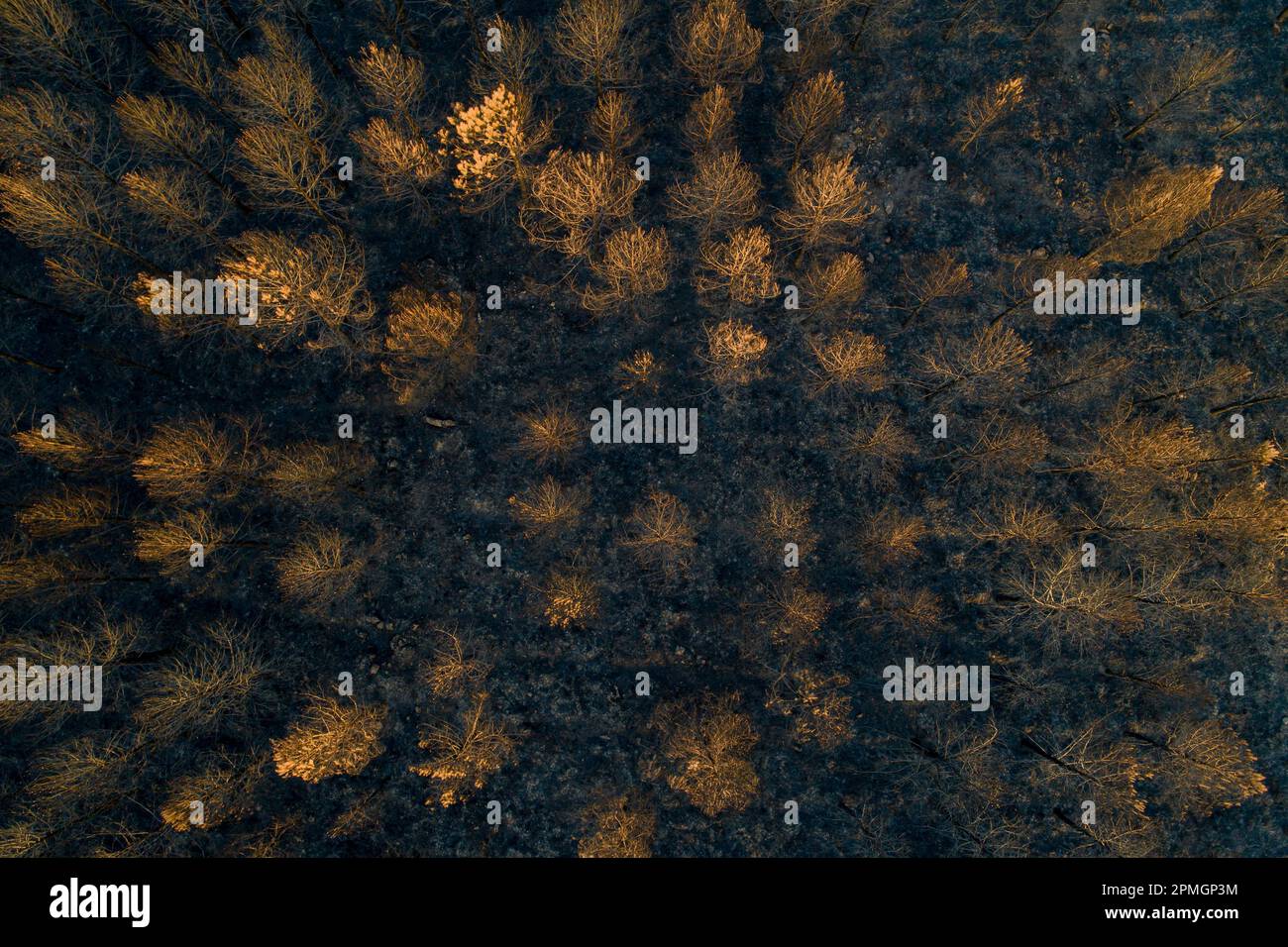 overhead aerial view of a forest burnt by forest fire Stock Photo - Alamy