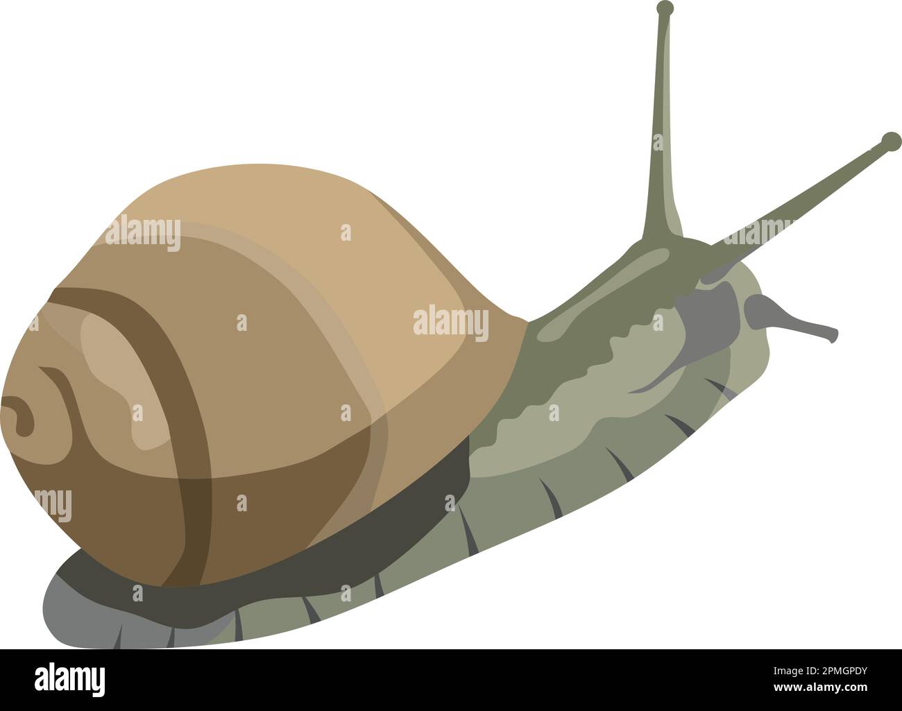 Water lung snail Stock Vector Images - Alamy