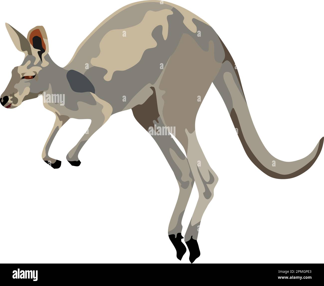 Kangaroo Mammal Animal Vector Stock Vector Image & Art - Alamy