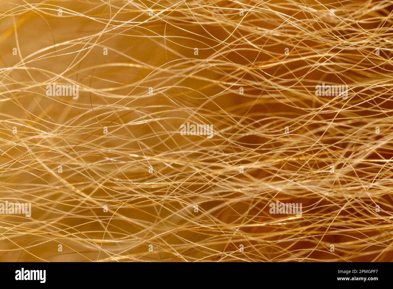 Goat hair texture hi-res stock photography and images - Alamy
