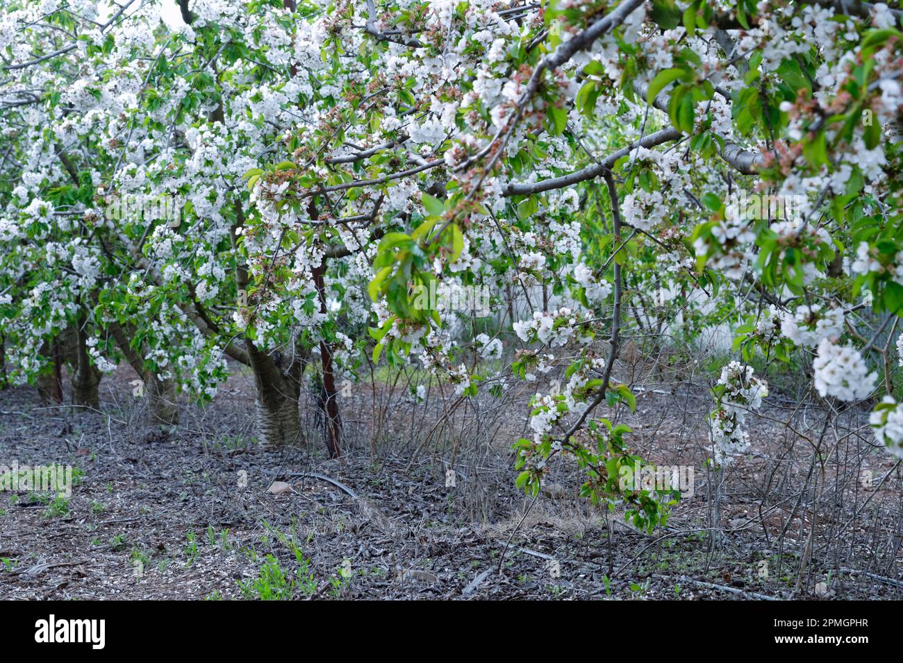 Cherry trees orchard in bloom Stock Photo - Alamy