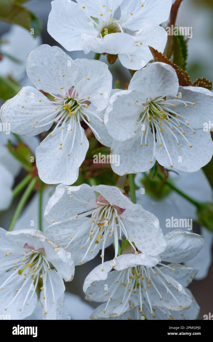 Cherry tree grove hi-res stock photography and images - Alamy