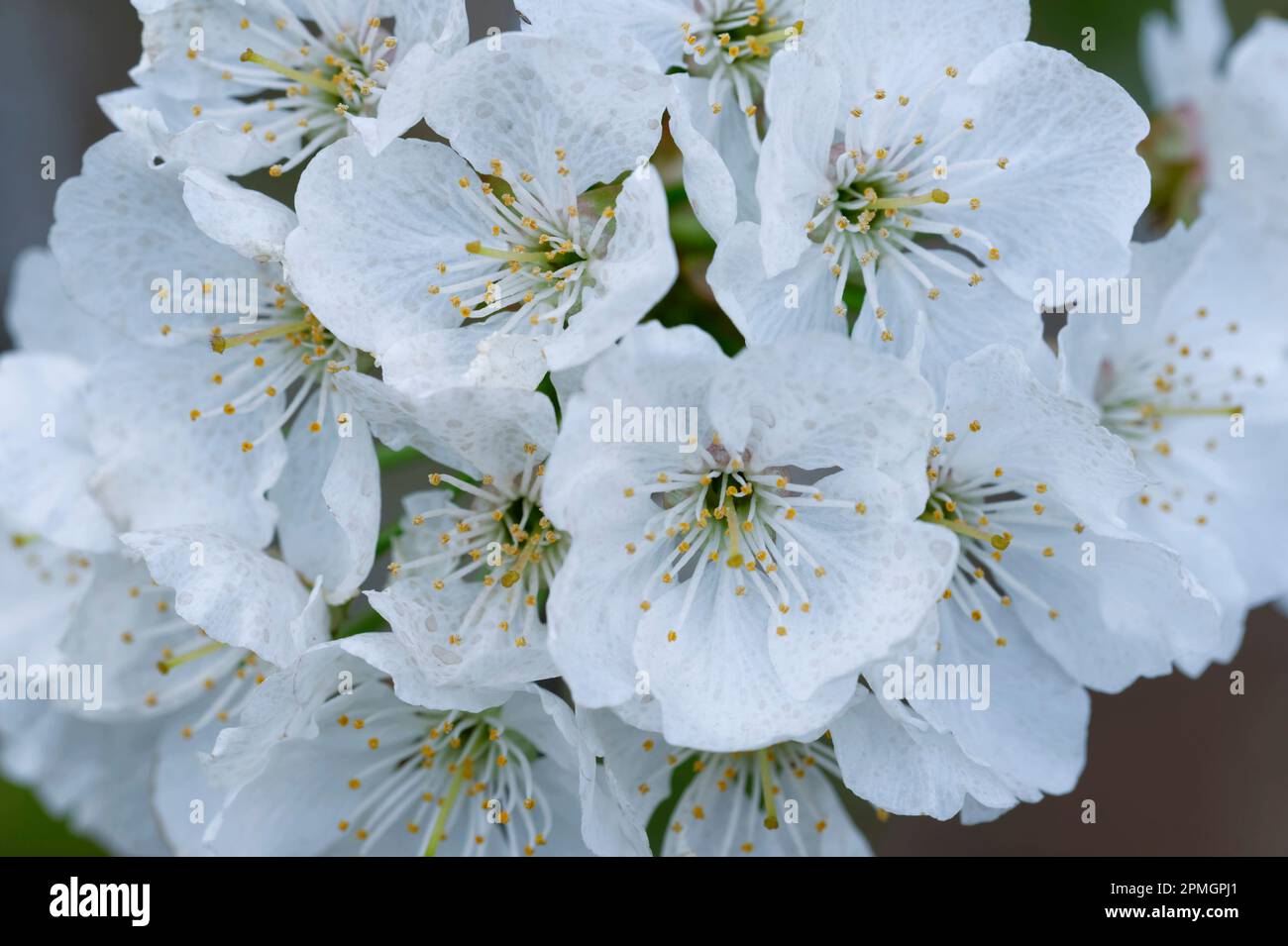 Cherry tree grove hi-res stock photography and images - Alamy