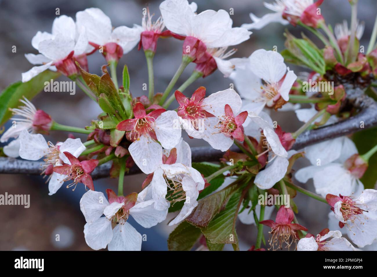 Falling fruit tree hi-res stock photography and images - Alamy
