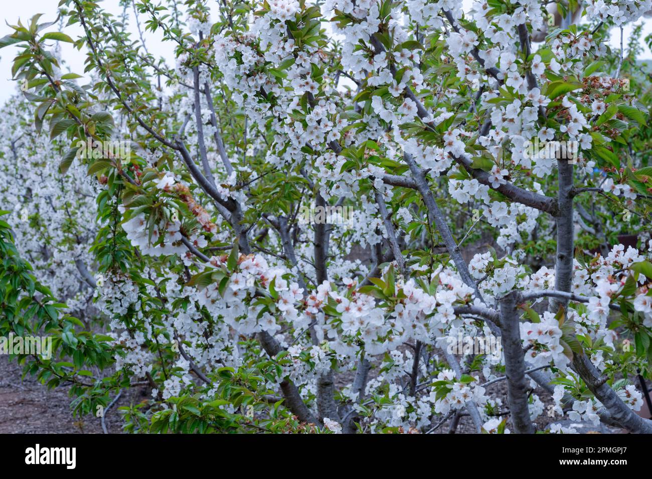 Cherry trees orchard in bloom Stock Photo - Alamy