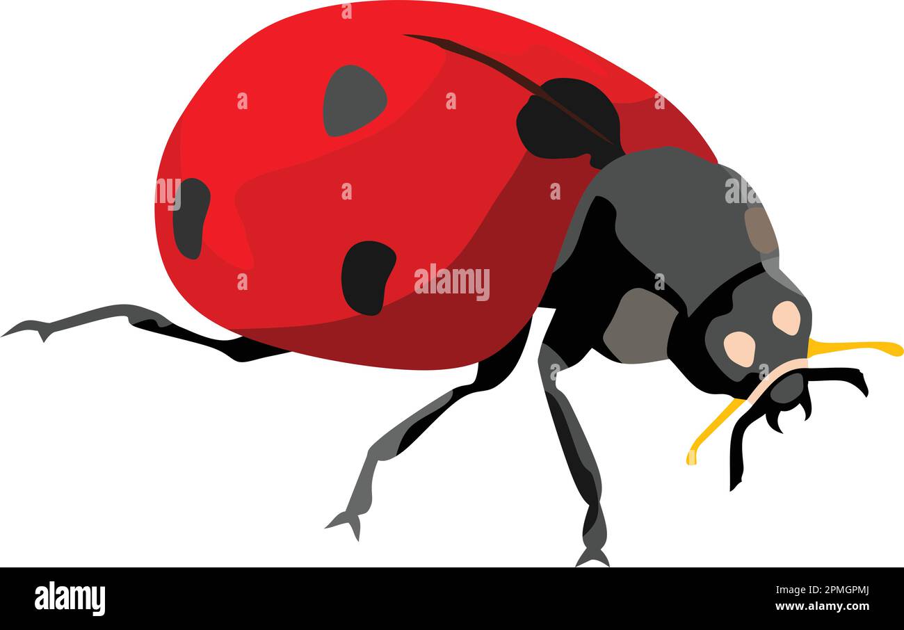 Lady Bug Insect Animal Vector Stock Vector Image & Art - Alamy