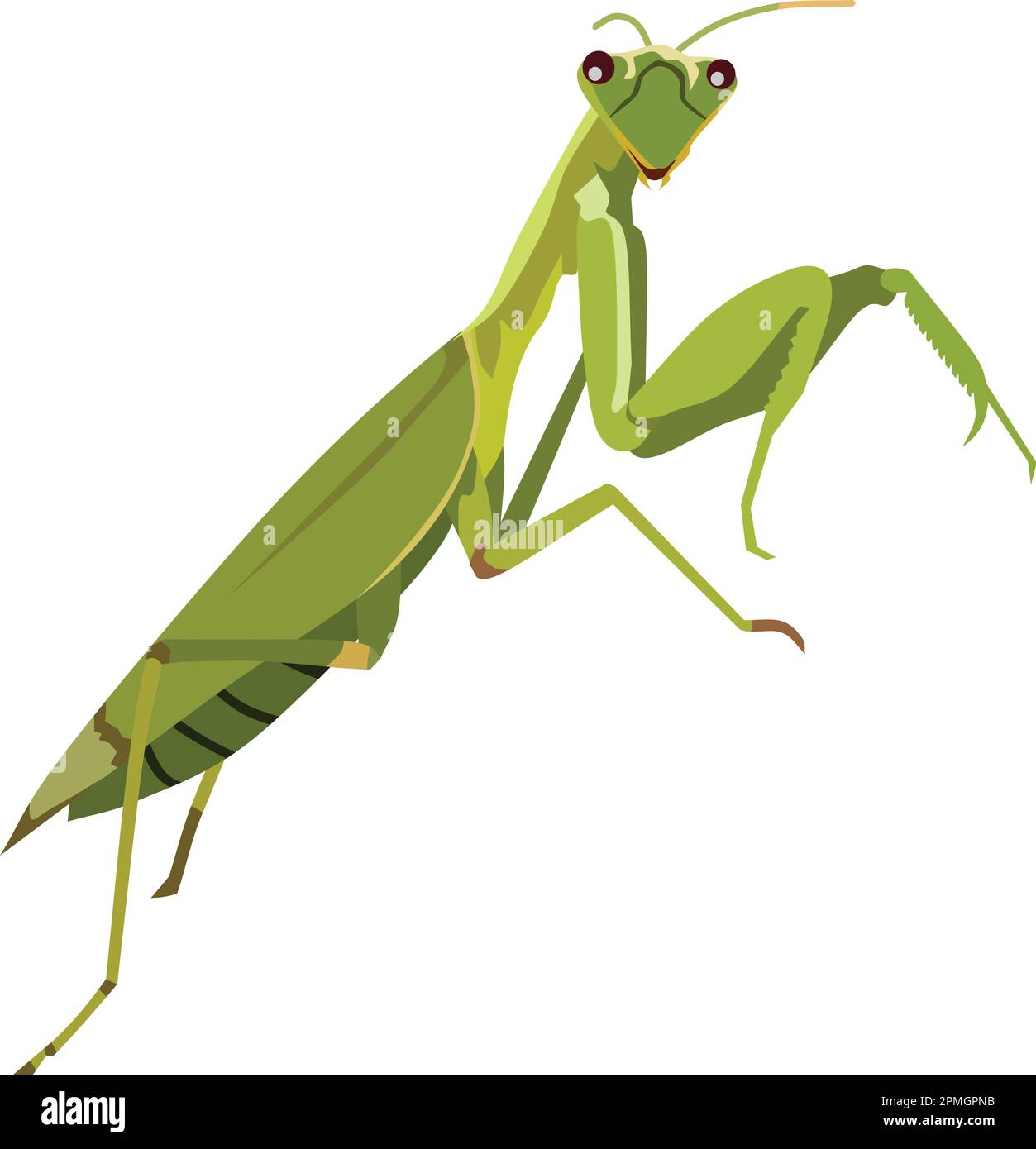 Praying Mantis Insect Animal Vector Stock Vector Image & Art - Alamy
