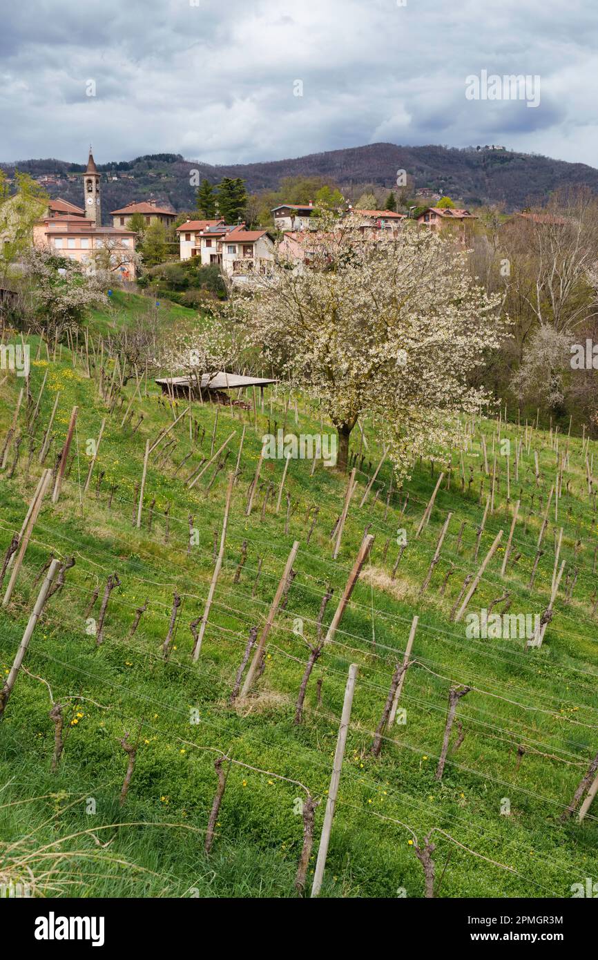 Rural landscape in Brianza in the park of Curone and Montevecchia ...