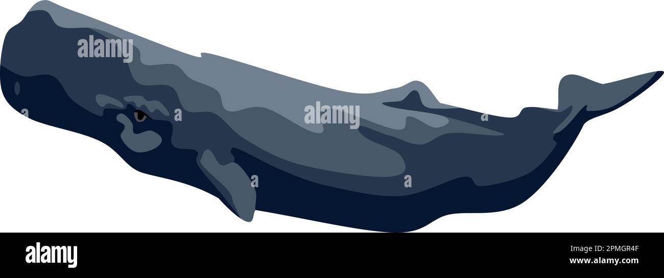 Whale Marine Animal Vector Stock Vector Image & Art - Alamy