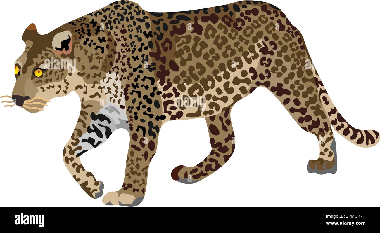 Leopard Mammal Animal Vector Stock Vector Image & Art - Alamy
