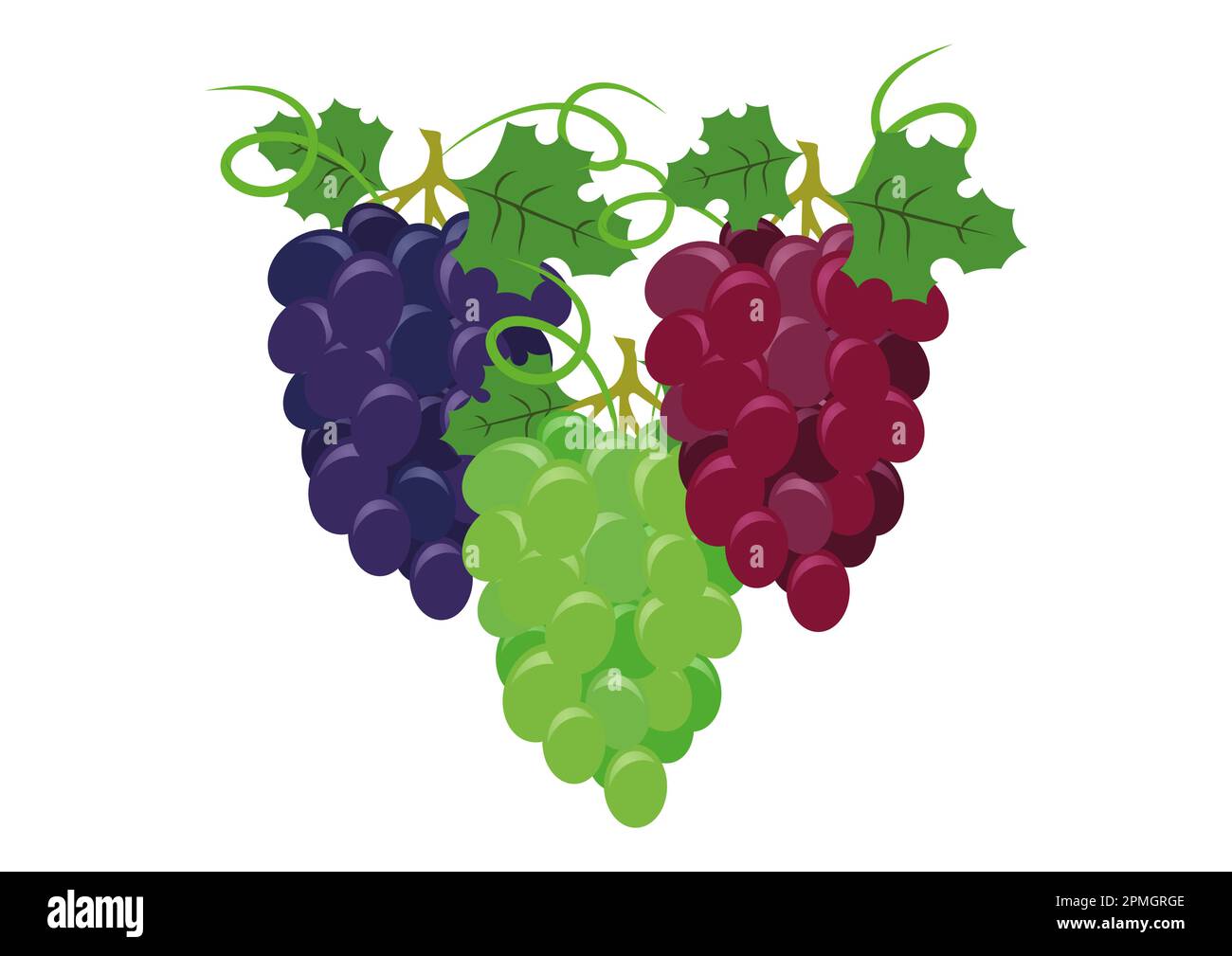 Grape bunch green grapes Stock Vector Images - Alamy