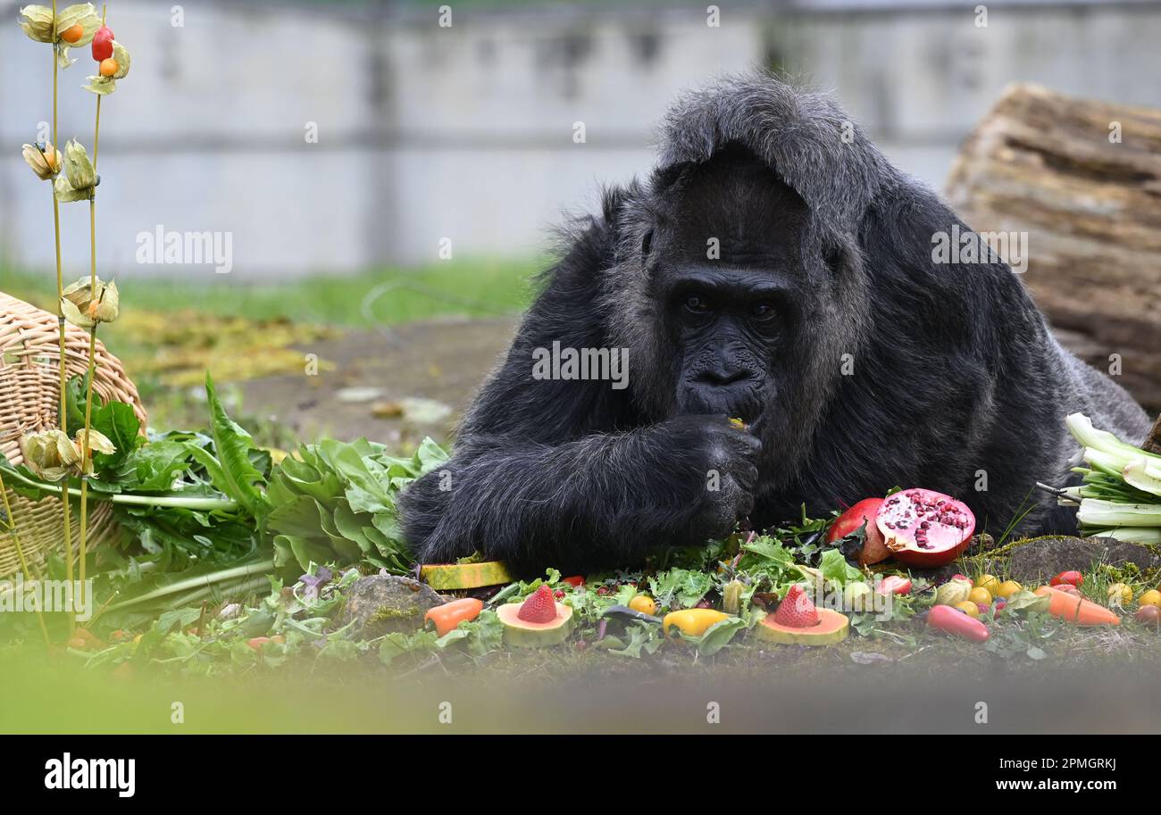 Berlin, Germany. 13th Apr, 2023. Fatou the gorilla eats the fruit she ...