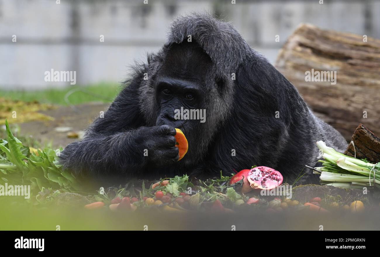 Berlin, Germany. 13th Apr, 2023. Fatou the gorilla eats the fruit she ...