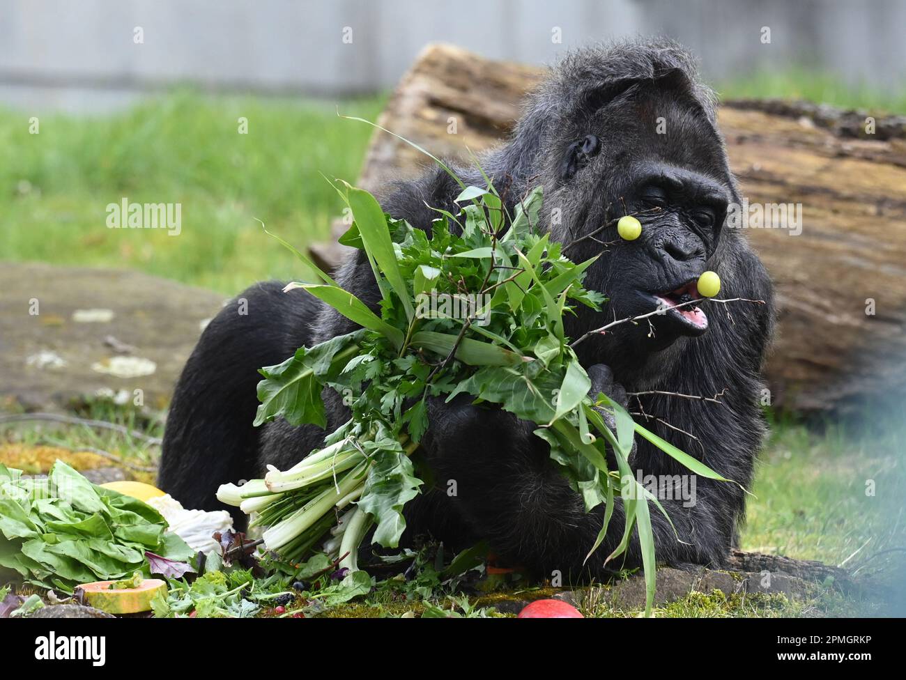 Berlin, Germany. 13th Apr, 2023. Fatou the gorilla eats the fruit she ...