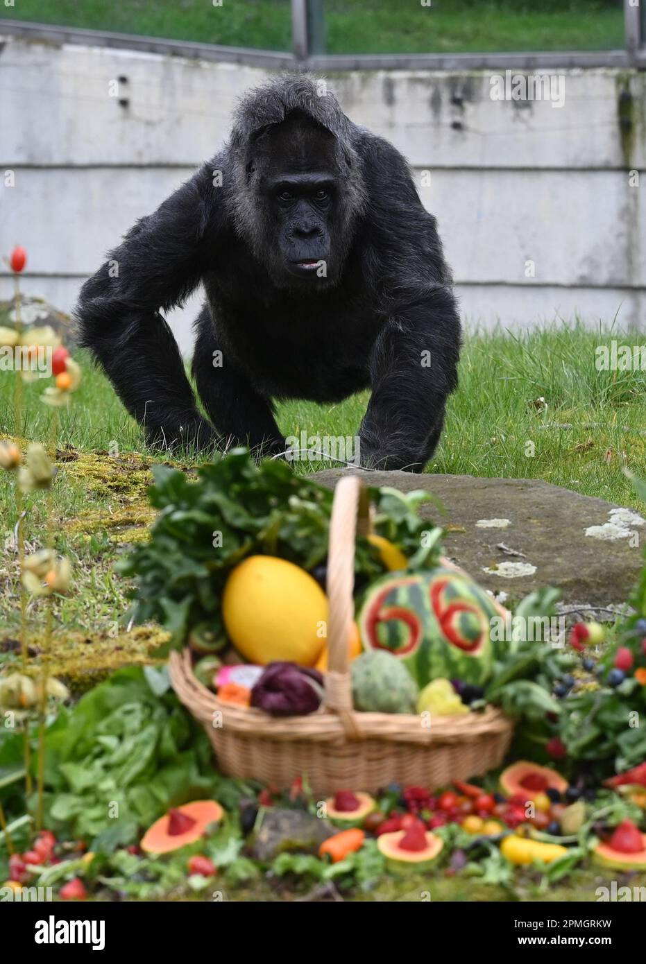 Berlin, Germany. 13th Apr, 2023. Fatou the gorilla discovers the fruit ...